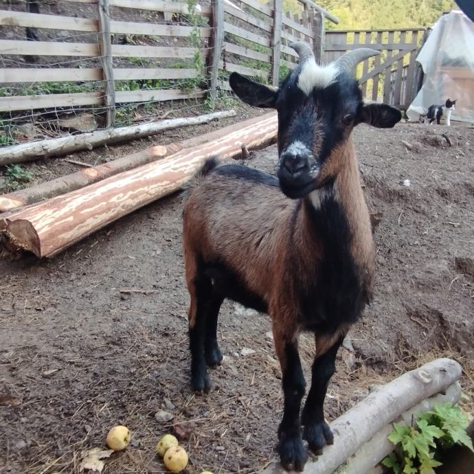 mini koze, kamerunska ovca