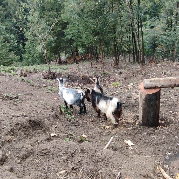 mini koze, kamerunska ovca