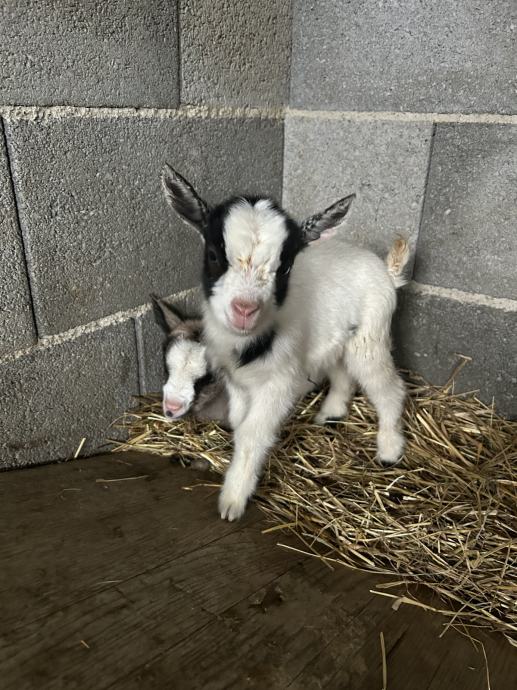 Mini koze - mladički