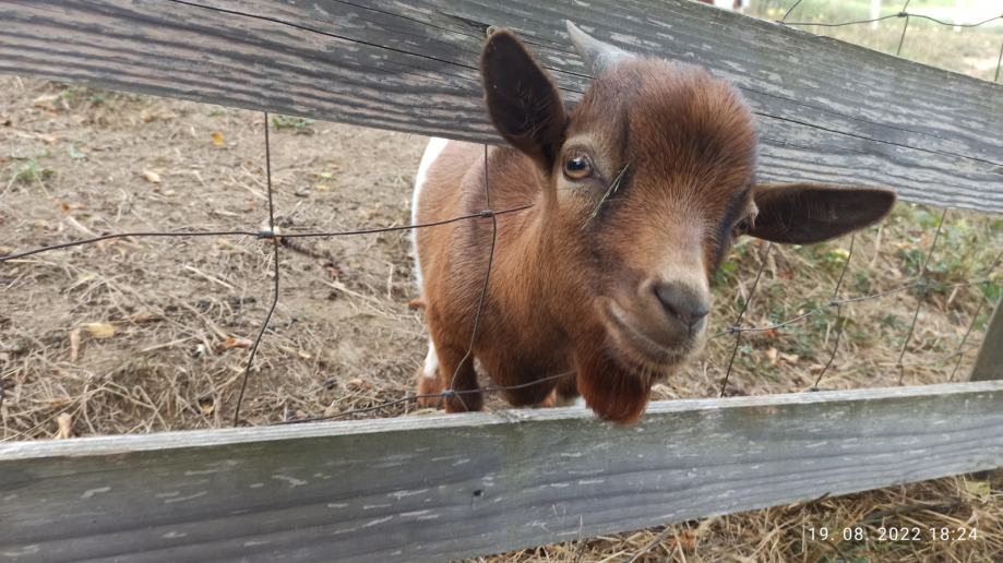 Mini koze
