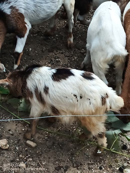 Mini koze