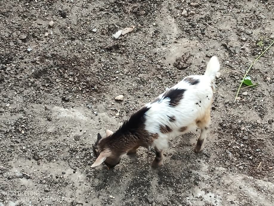 Mini koze