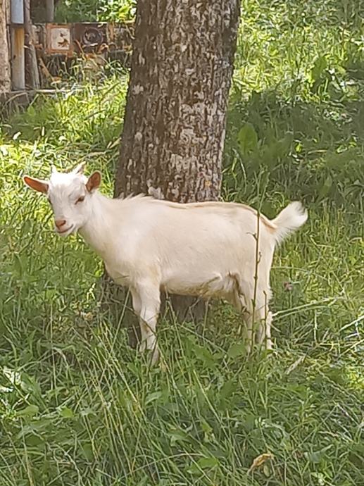 Mini koze