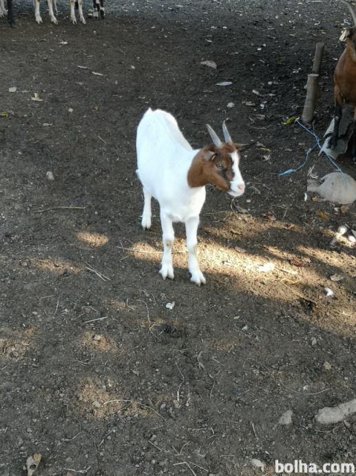 Mini koze
