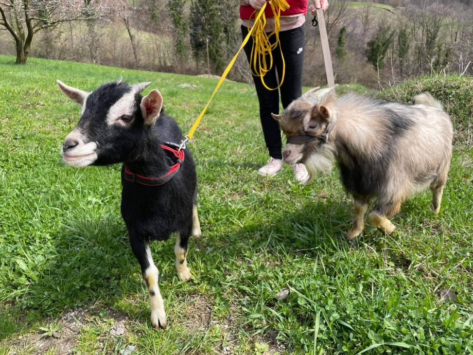 Mini kozice, mini koze