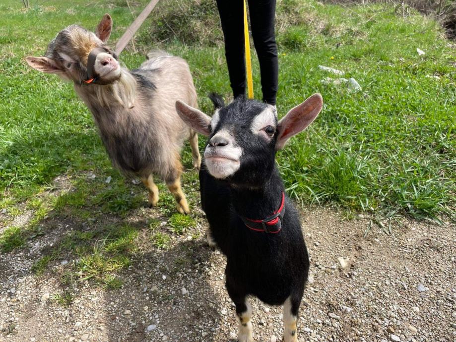 Mini kozice, mini koze