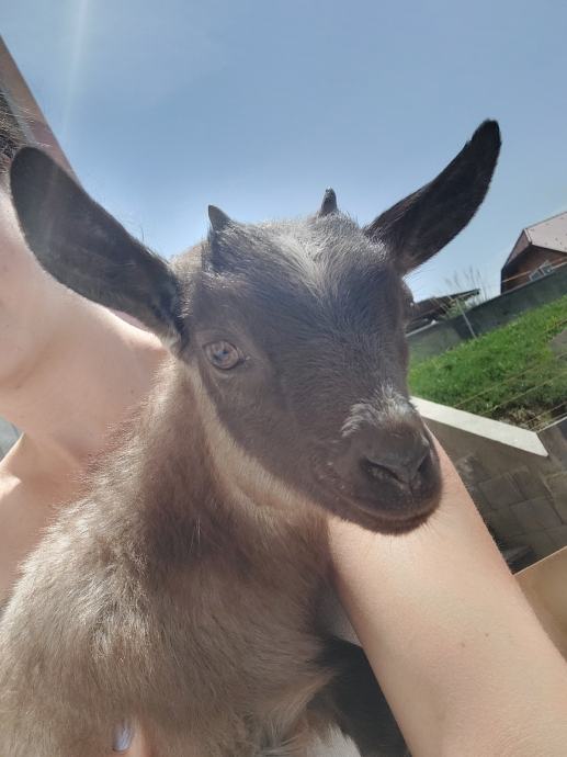 Mini kozice