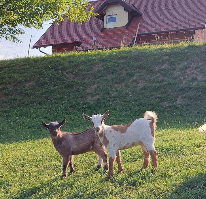 Mini kozice
