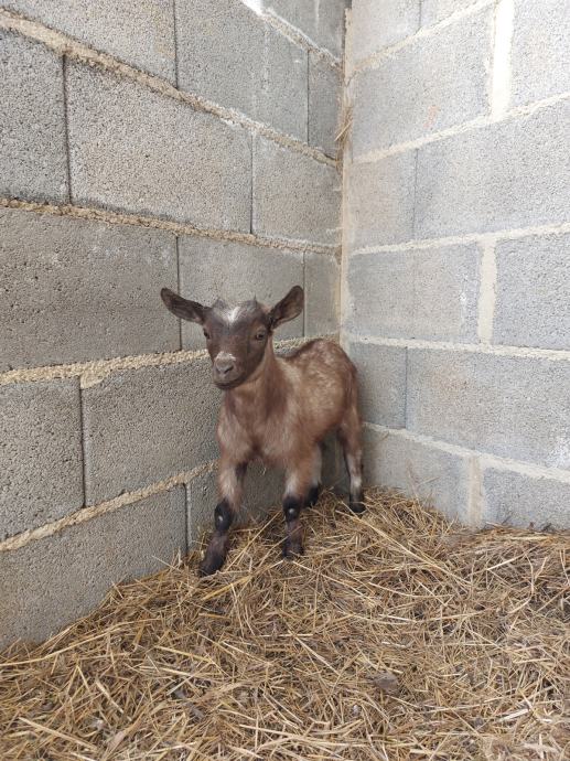 Mini Kozice