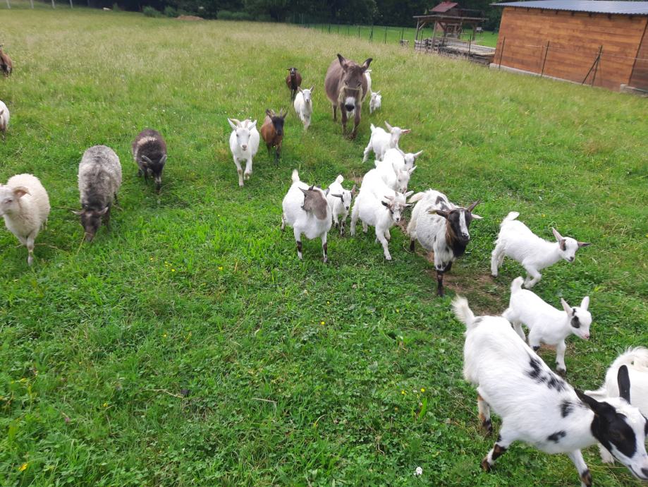 mini kozice