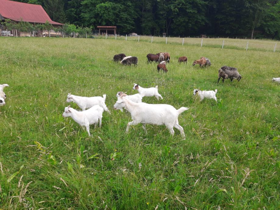 Mini Kozice