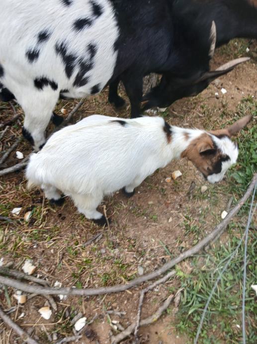 Mini Kozice