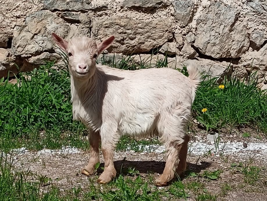 Mini kozliček koza koze DOSTAVA ŠTAJERSKA