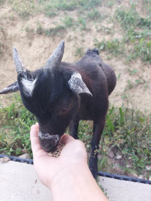 Mini kozice