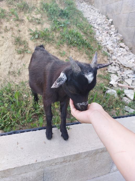 Mini kozice