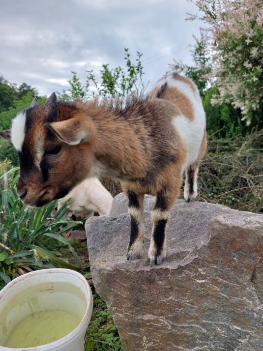 Mini kozice
