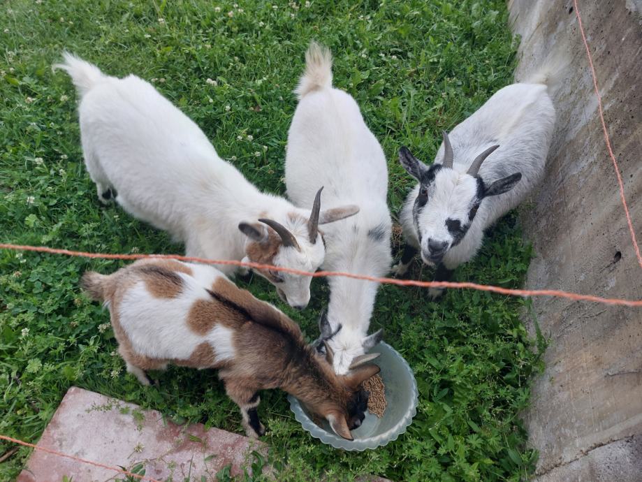 Mini kozice