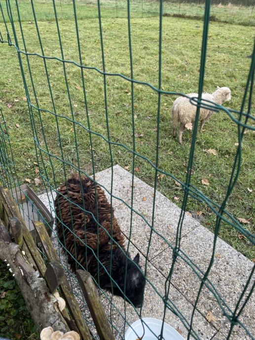 MIni ovca, dve samici, črna in bela, podarimo