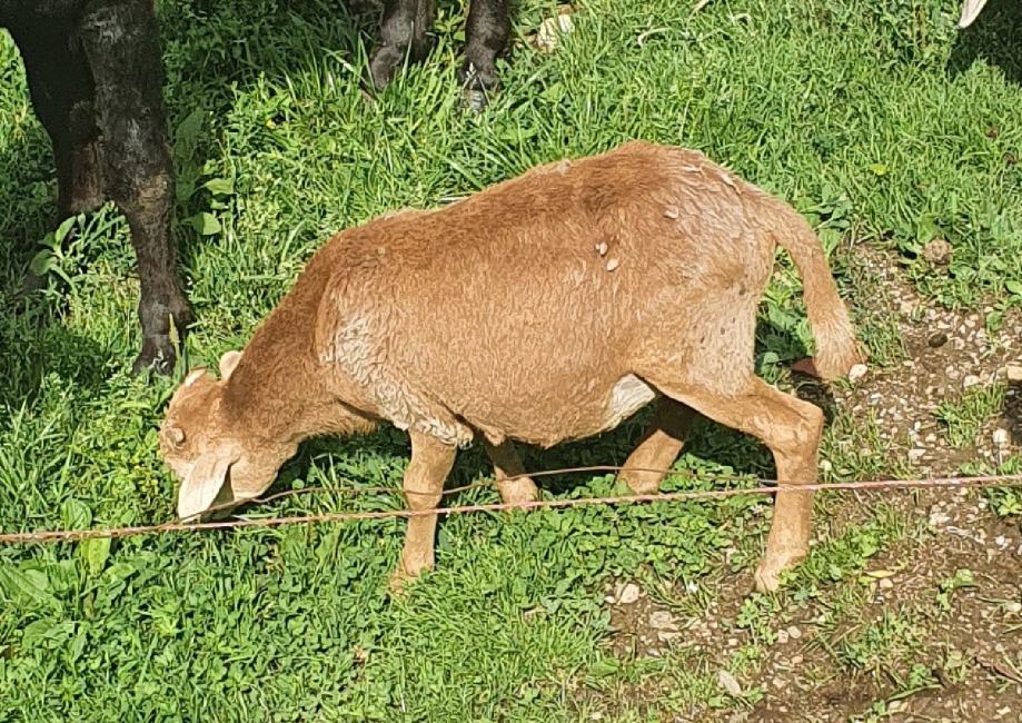 mini ovca