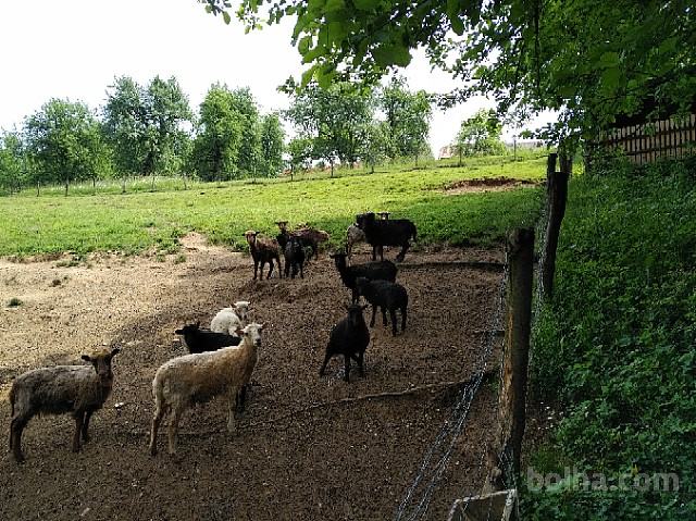 Mini ovce, ovesant, quesant, prodam