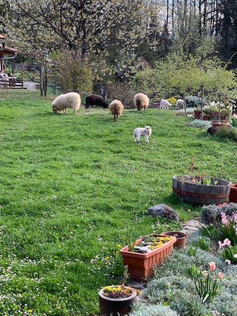 Mini ovce, ovesant, quesant - par - prodam