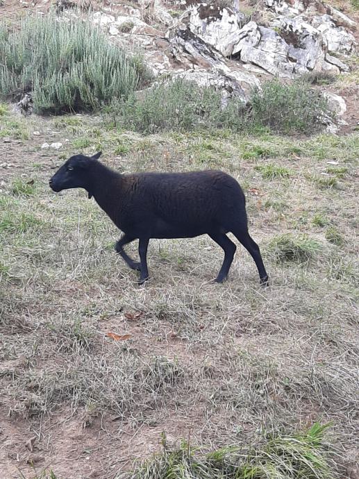 Mini ovce - prodam (mama in hci) v paru