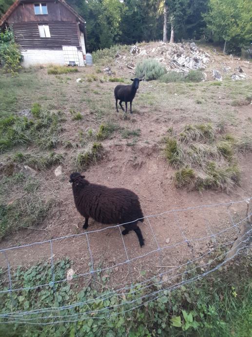 Mini ovce - prodam (mama in hci) v paru