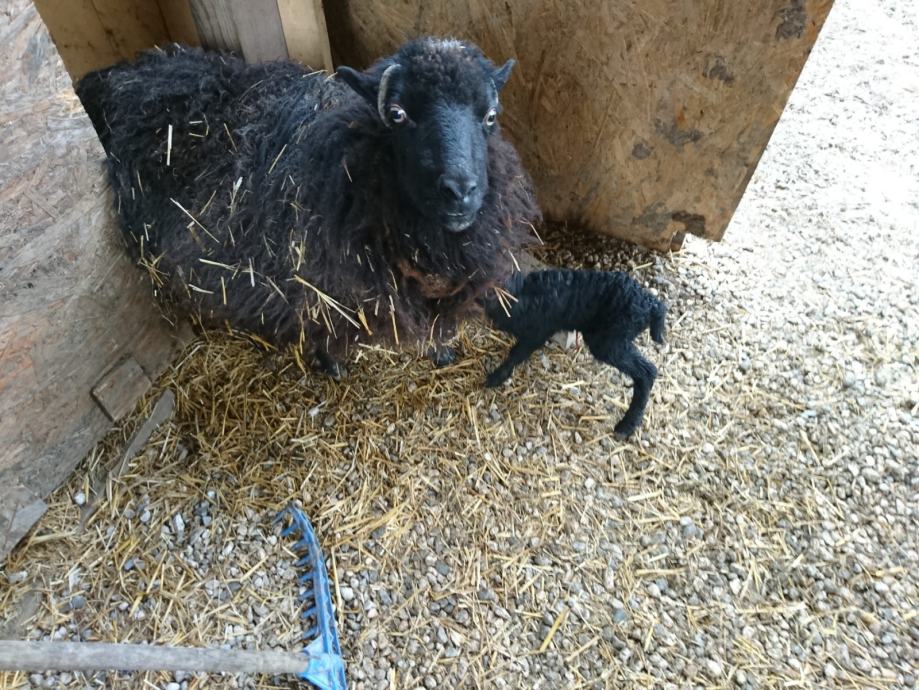 Mini ovčki ouessant