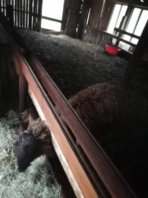 Mini ovčki ouessant