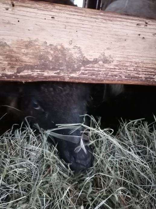 Mini ovčki ouessant