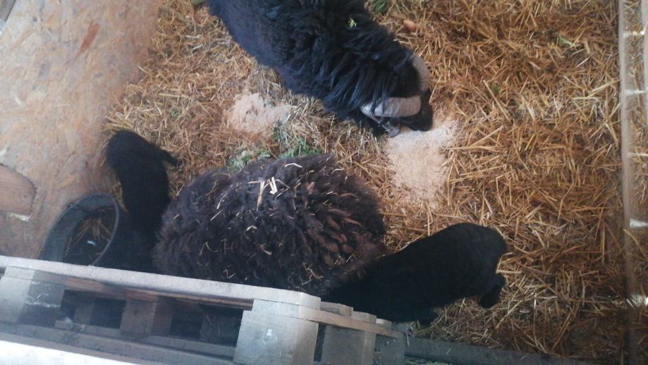 Mini ovčki ouessant