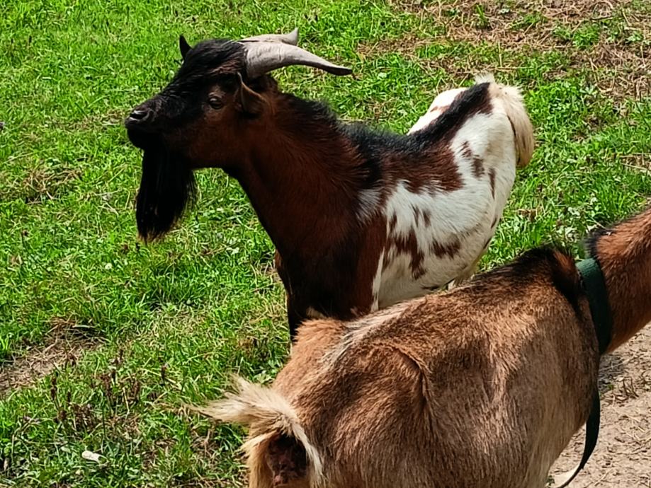 Mini pritlikave kozice