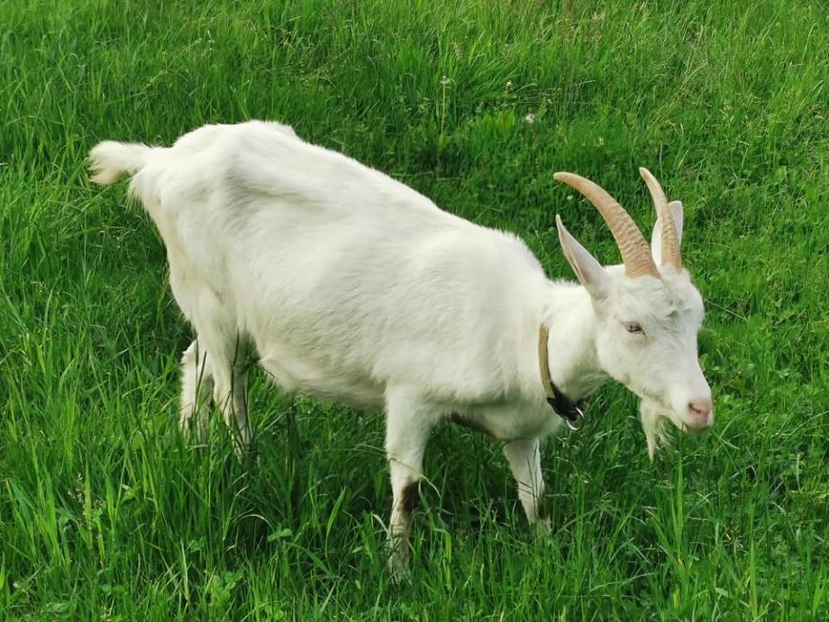mlada sanska koza z mladiči
