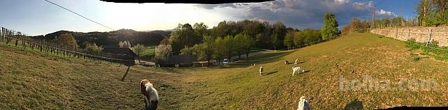 Mlade kozice, koze, himalajske mini koze prodam