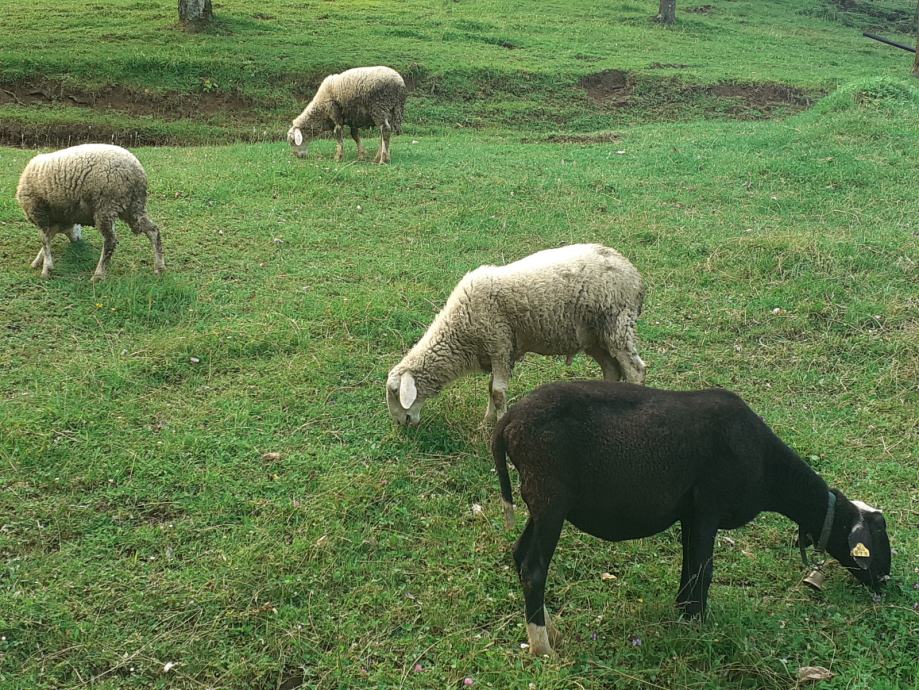 Ovce, drobnica, jagnje