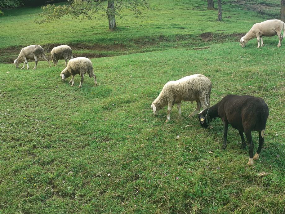 Ovce, drobnica, jagnje