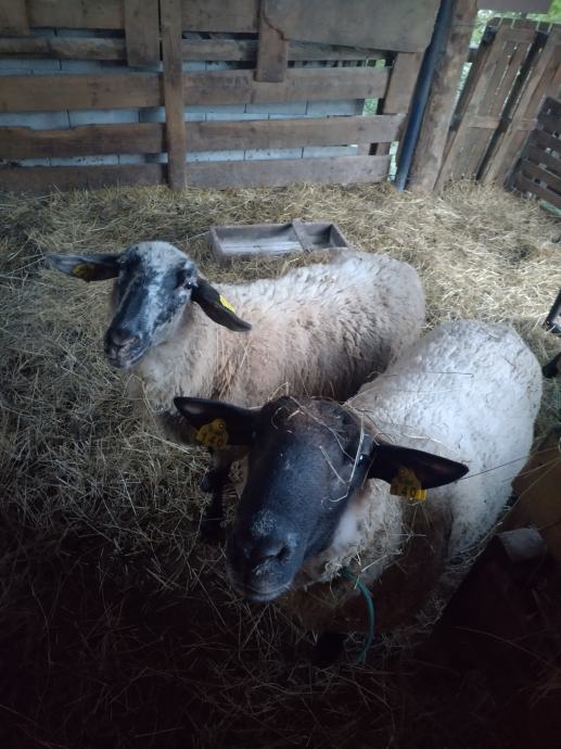 Ovce in oven Suffolk