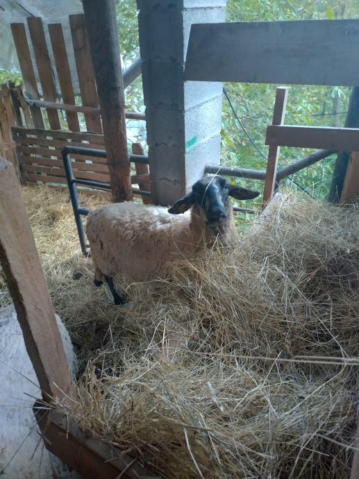 Ovce in oven Suffolk