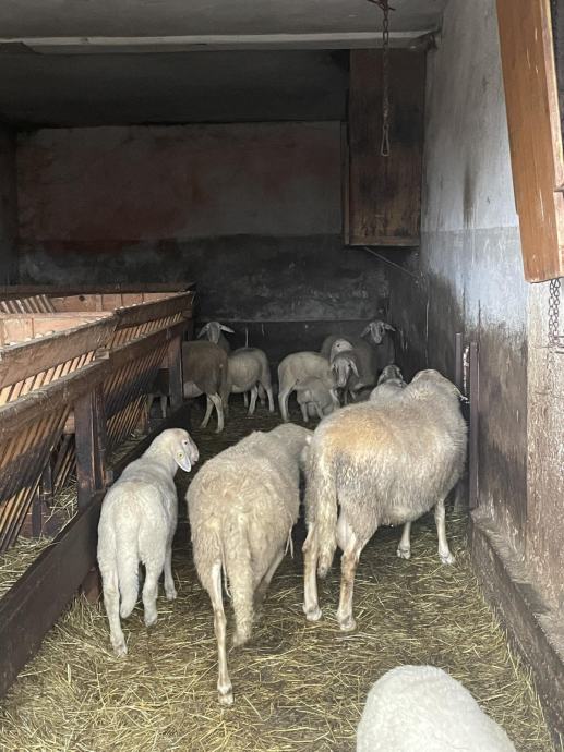 Ovce Jezersko solčavske pasme