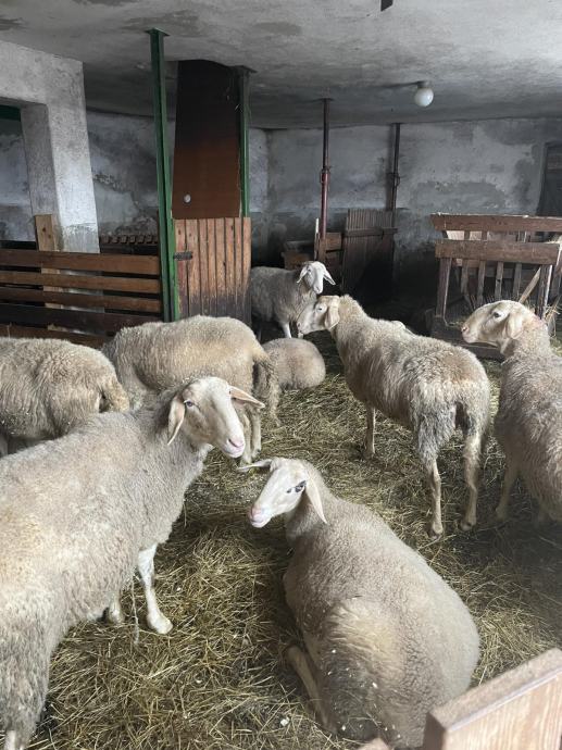 Ovce Jezersko solčavske pasme