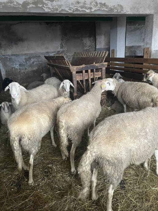 Ovce Jezersko solčavske pasme