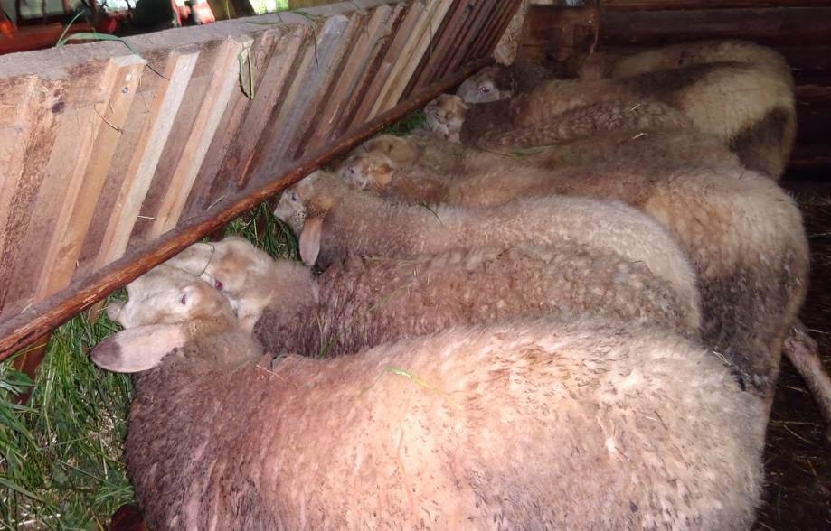 OVCE JS PASME - MLADE IN BREJE