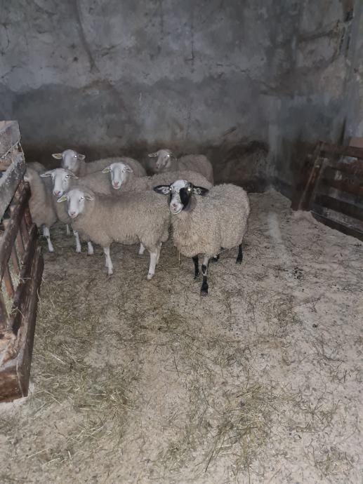 Ovce JSR EKO Zakol Ovca Stare