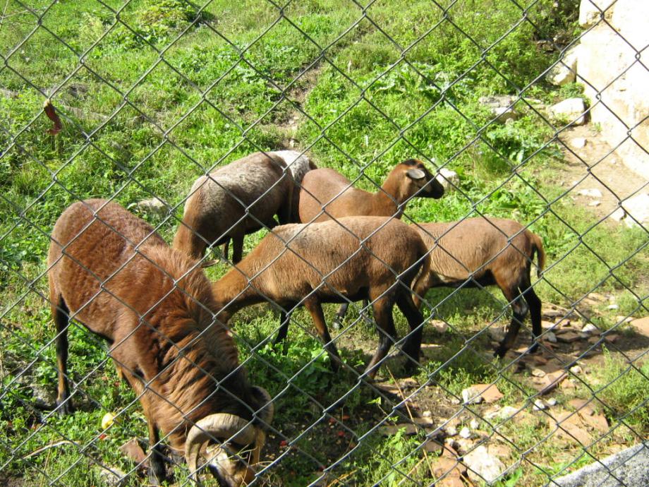 ovce kamerunske ( 3 mladiči) + oven kamerunski ( 3 leta)