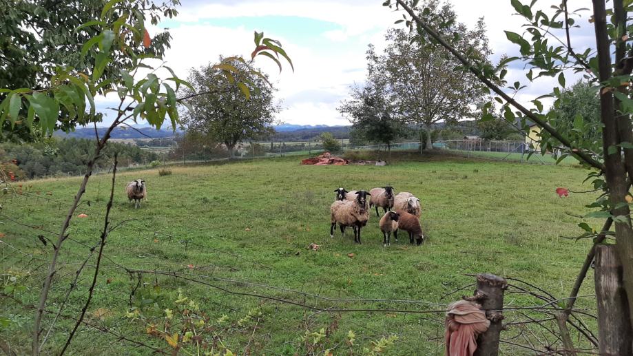 Ovce, mladički in oven