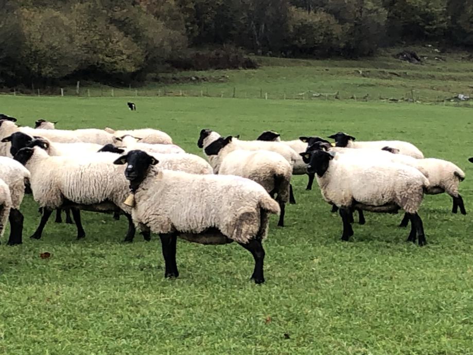 Ovce Suffolk