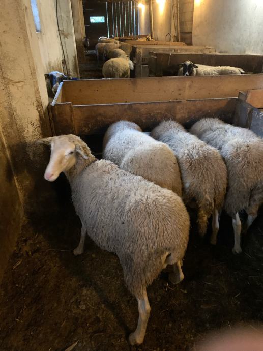 Ovce za zakol - debele