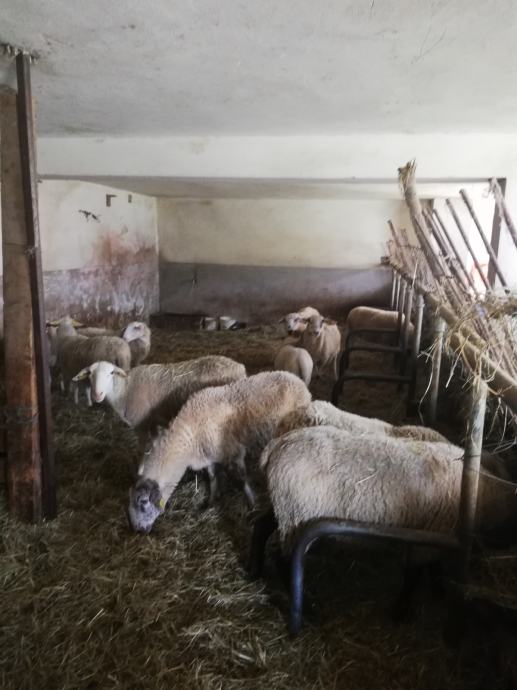 Oven Suffolk in ovce mesano