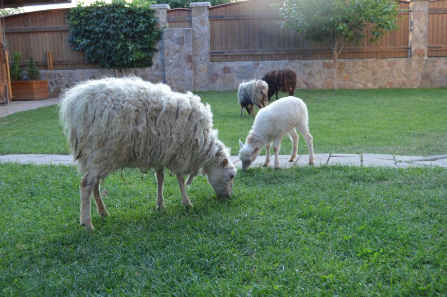 Pritlikave mini ovce ouessant