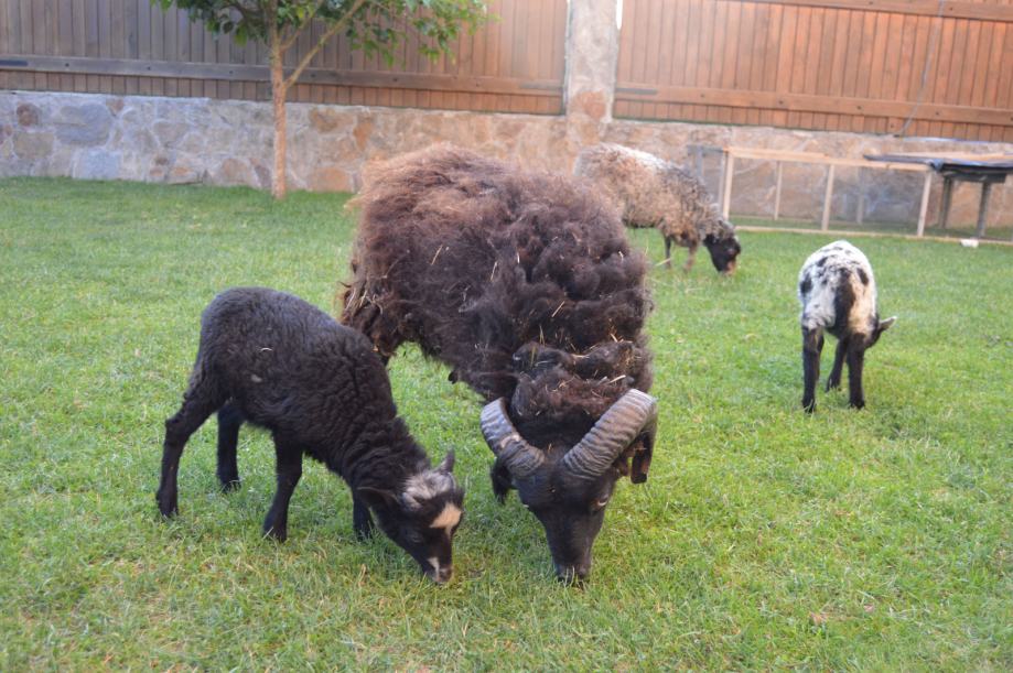 Pritlikave mini ovce ouessant